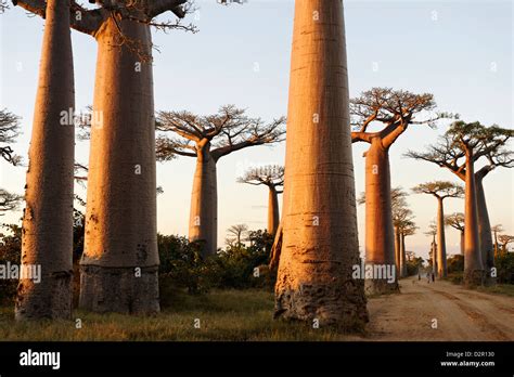 L Allée des Baobabs un groupe d arbres baobab la route entre Morondava