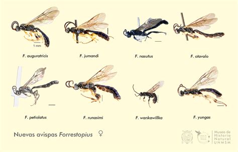 Describen ocho especies nuevas de avispas de Sudamérica Revista