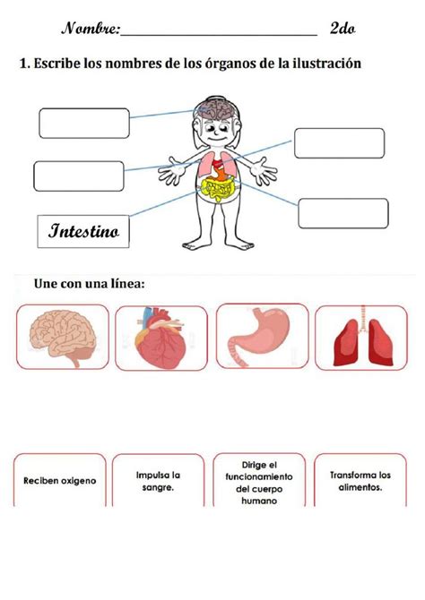Organos Del Cuerpo Activity Lecturas Cortas De Comprension Imagenes