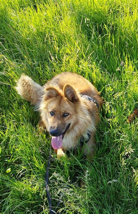 Luna Pastor Garafiano Mix Hündin sucht ein Zuhause