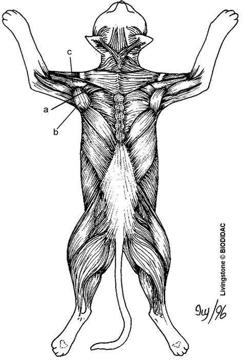 Cat Dissection Muscles Diagram