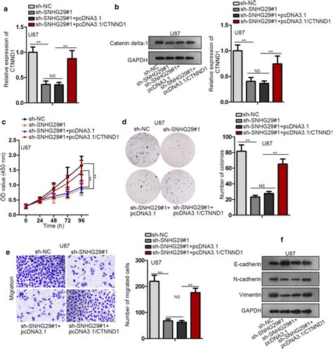 SNHG29 Promotes Glioblastoma Progression By Regulating CTNND1