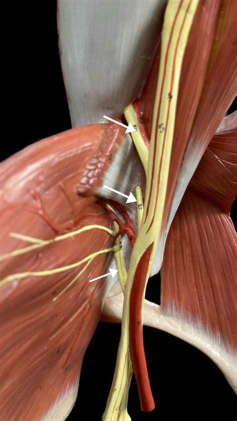 Peripheral Nerves Anatomy Diagram Quizlet