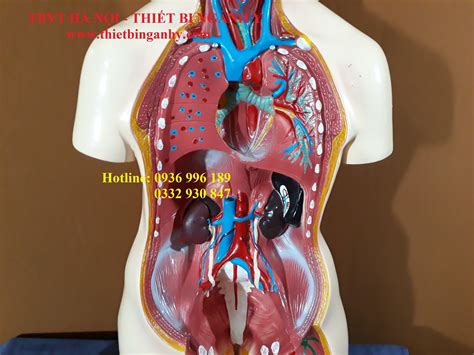 Tìm hiểu hình ảnh 3d nội tạng người với những hình ảnh sinh động sát