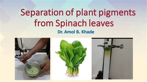 Separation Of Plant Pigments From Spinach Leaves By Column