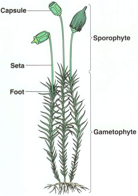Nonvascular Plants