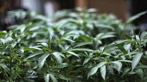 Día Mundial de la Marihuana origen y por qué se celebra hoy 20 de
