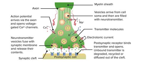 Neurotransmission Process Steps