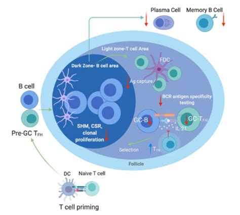 Lymph Node Germinal Center