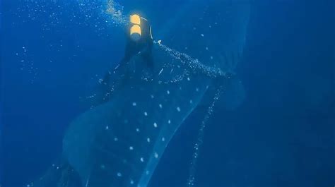 Buzo salva a tiburón ballena atrapado por redes en Galápagos Centro
