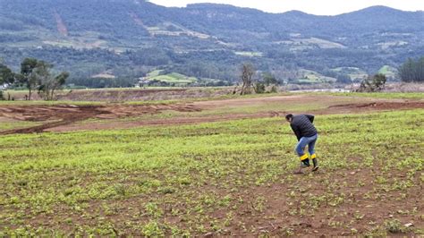 Uso de plantas para recuperação de solos atingidos é tema de nova nota