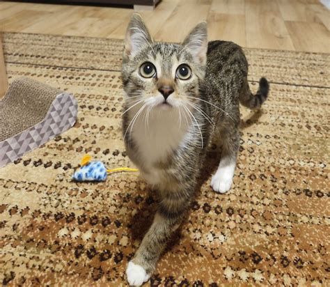Kotek do adopcji kocurek młody kociak buro biały Kraków Czyżyny OLX pl
