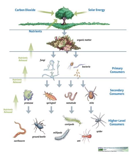 Nature S Soil Food Web Urth Agriculture