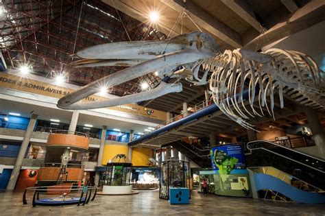 Museu de Ciência e Tecnologia da PUCRS fará tour no aplicativo TikTok