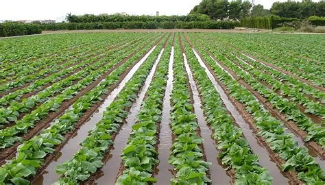 Riego por Surcos Temas de Agronomía