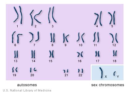 Where Are Chromosomes Found In Body Cells