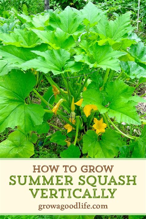 Growing Zucchini In Containers Vertically Growing Summer Squash Vertically Saves Space