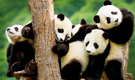 Periodistán on Twitter 22 SICHUAN 83 millones de personas en una de