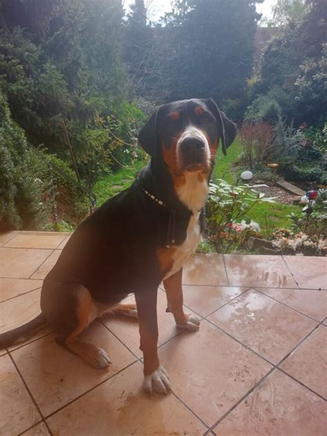 Ich Bin Delia Maze Gro E Schweizer Sennenhunde Von Tinas Wilden W Chtern