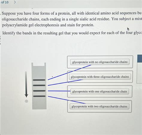 Solved Of Suppose You Have Four Forms Of A Protein All Chegg