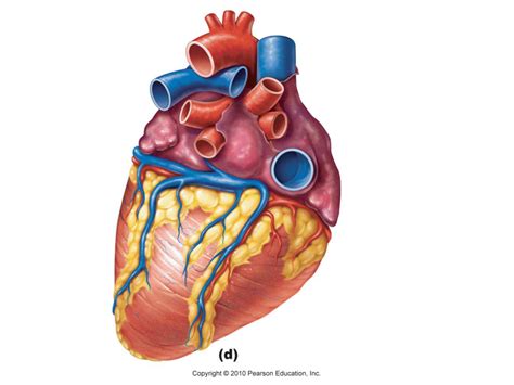 The Heart Blank Image Clipart Best