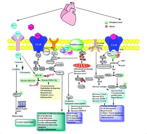Ang II Signaling Via AT 1 R Mediated Pathways Ang II Angiotensin