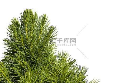 年轻的云杉树高清摄影大图 千库网