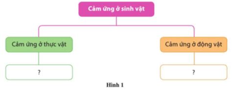Vẽ sơ đồ tư duy tổng hợp kiến thức về cảm ứng ở sinh vật tham khảo