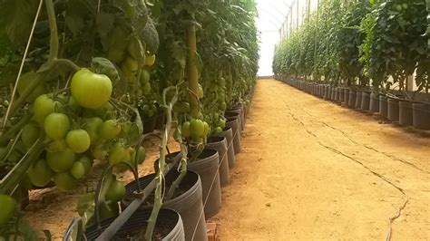 Estufa Agr Cola Para Tomate Tropical Estufas Agr Colas Hidroponia