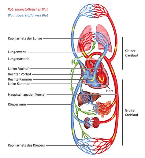 Gesundheitskompass Herz Kreislauf System Alle Informationen Von A Z