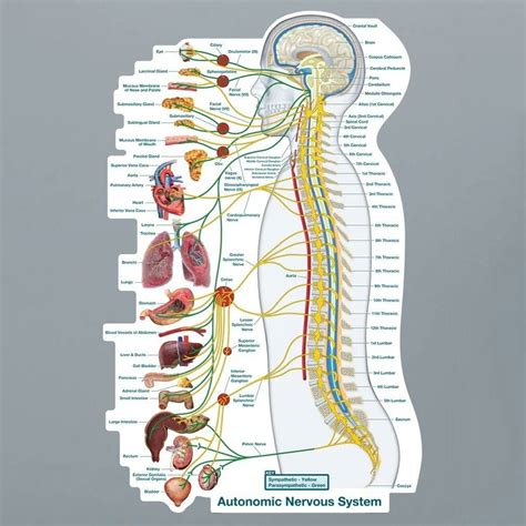 Diagram Of The Nervous System Labeled