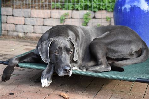 Cani Giganti Scopri le razze più grandi del mondo cuccioliamo it