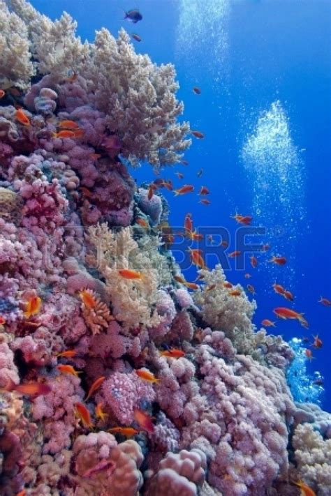 Colorido Arrecife De Coral Con Corales Blandos Y Duros Con Peces