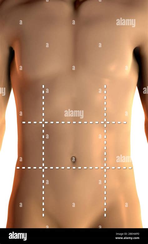 Understanding Abdominal Divisions Anatomy Snippets Complete Off