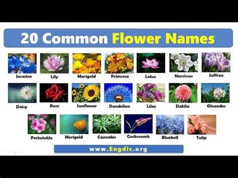 300 List Of Flowers Name With Pictures Flower Names EngDic