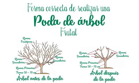 Hablamos Sobre La Poda Garden Florymar