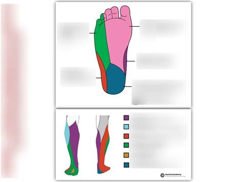 Cutaneous Innervation Of The Foot Diagram Quizlet