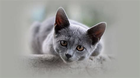 R Yada Gri Kedi G Rmek Ne Anlama Gelir R Yada Gri Kedi Sevmek Nas L