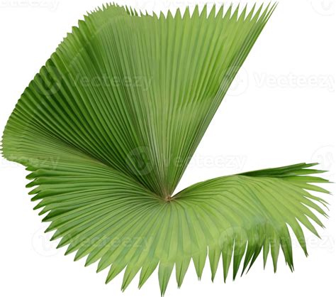 Tropical Nature Green Palm Frond Leaf On Transparent Background Png
