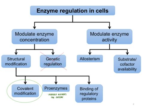 L18 Enzyme Regulation Flashcards Quizlet