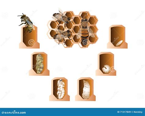 Ciclo De Vida De Las Abejas