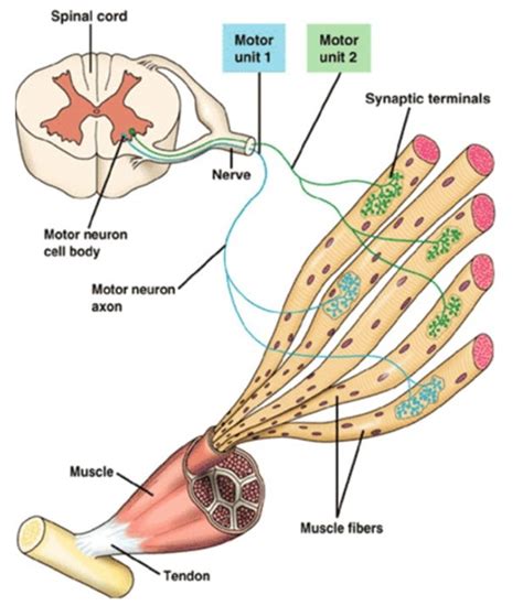Muscle Physiology Physiology