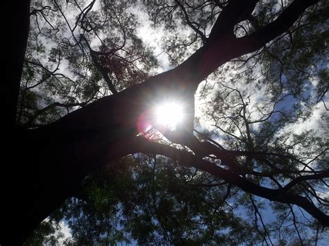Banco de imagens árvore natureza floresta ramo neve luz solar