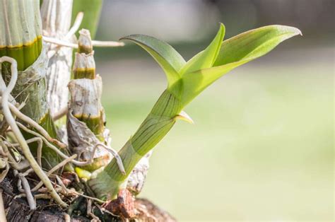 Como fazer muda de orquídea veja dois métodos para não errar