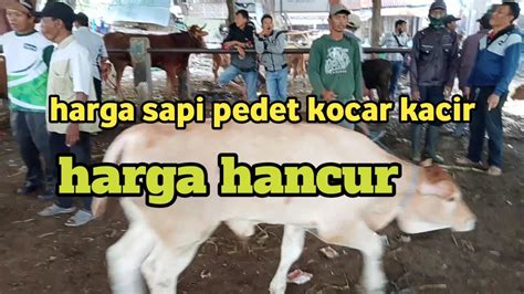 5 Juta Nigo Harga Sapi Pedet Jantan Terbaru Pasar Situbondo YouTube