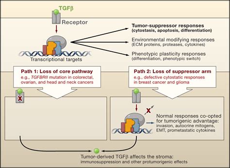 TGFβ in Cancer Cell