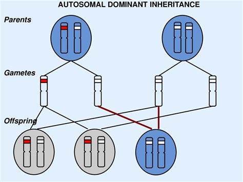 In Autosomal Dominant Inheritance Cgi Fid Porn Sex Photos