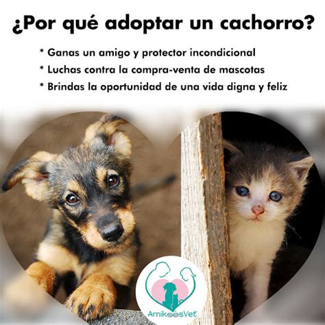Por Qu Adoptar Un Cachorro Amikoosvet Blog