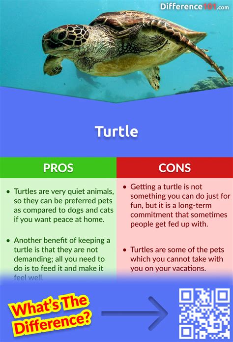 Turtle Vs Tortoise 7 Key Differences Pros Cons Similarities