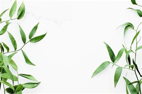 Some Green Leaves On A White Background